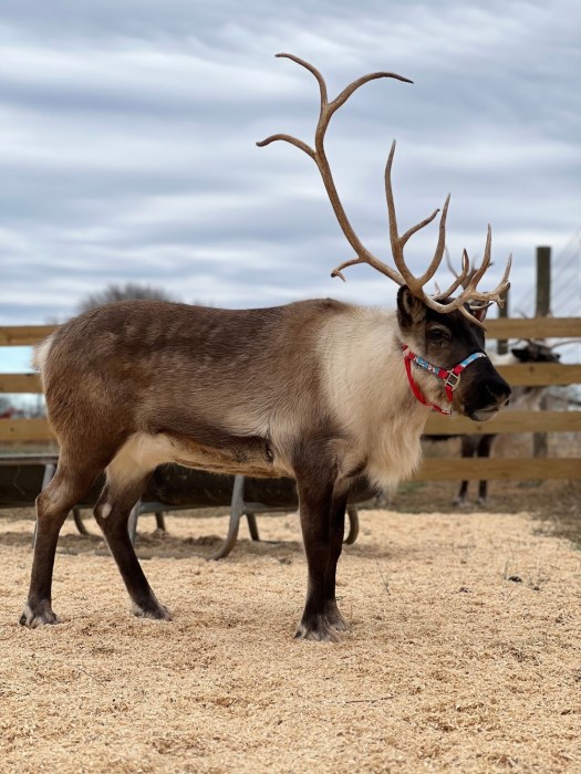 The Reindeer Ecounter in Bowling Green, KY | the Reindeer Farm