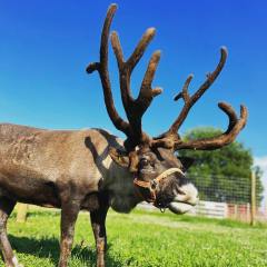 Gallery | The Reindeer Farm